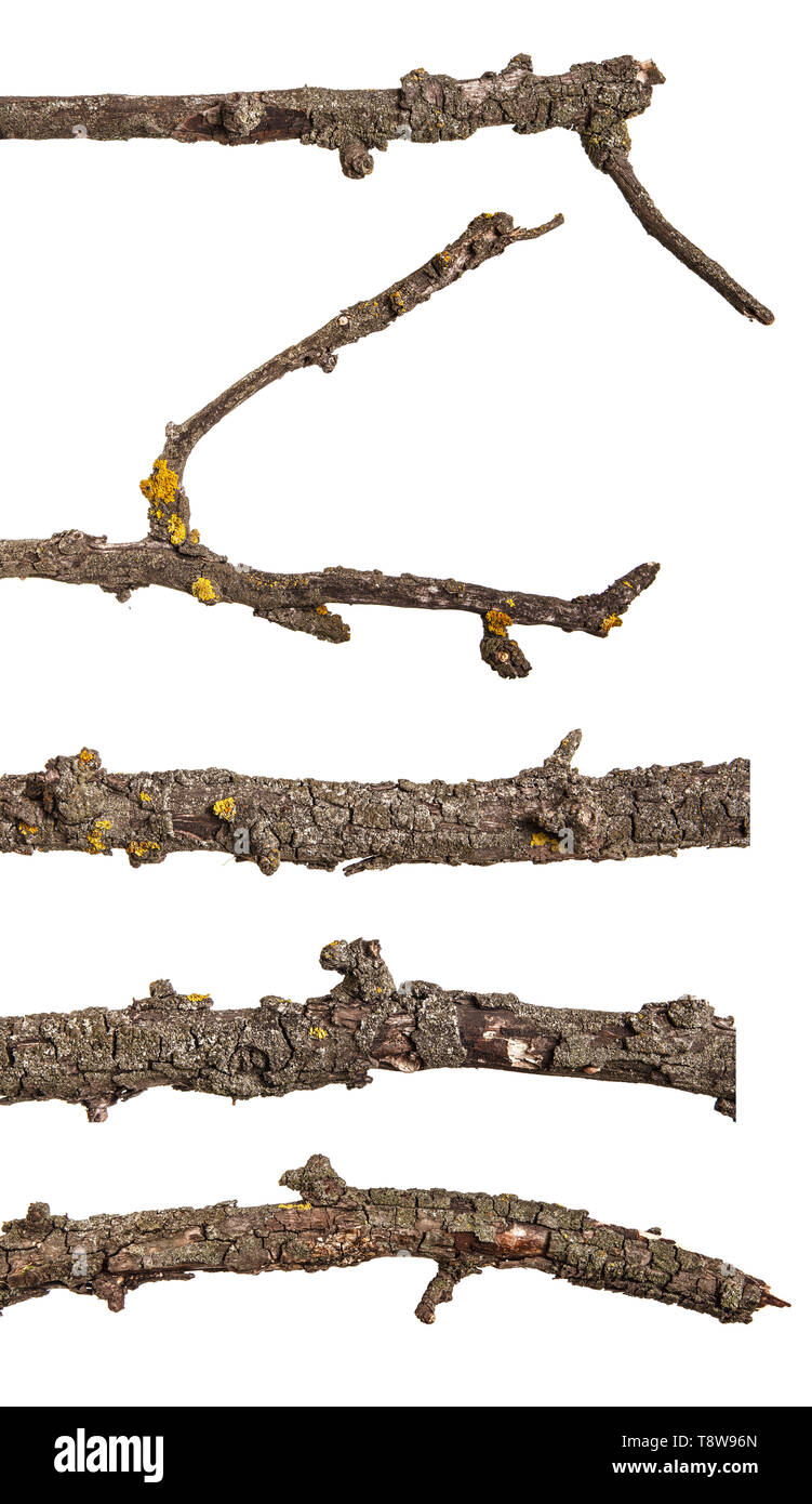 Dry branches with cracked dark bark. Isolated on white. Set Stock Photo ...