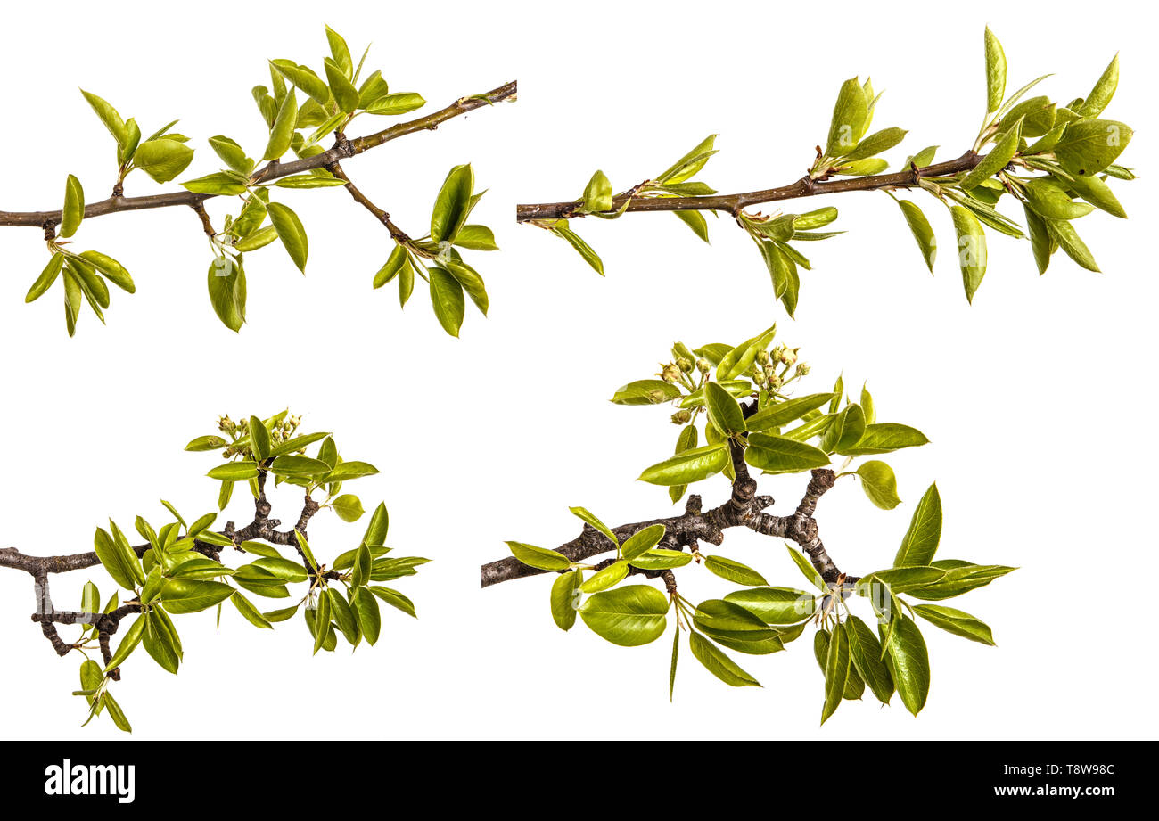 A branch of pear tree with young green leaves. Isolated on white. Set ...