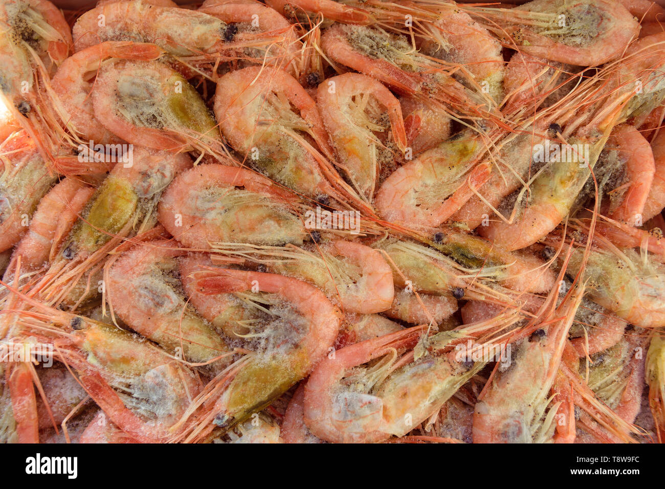 Cool shrimp hi-res stock photography and images - Alamy