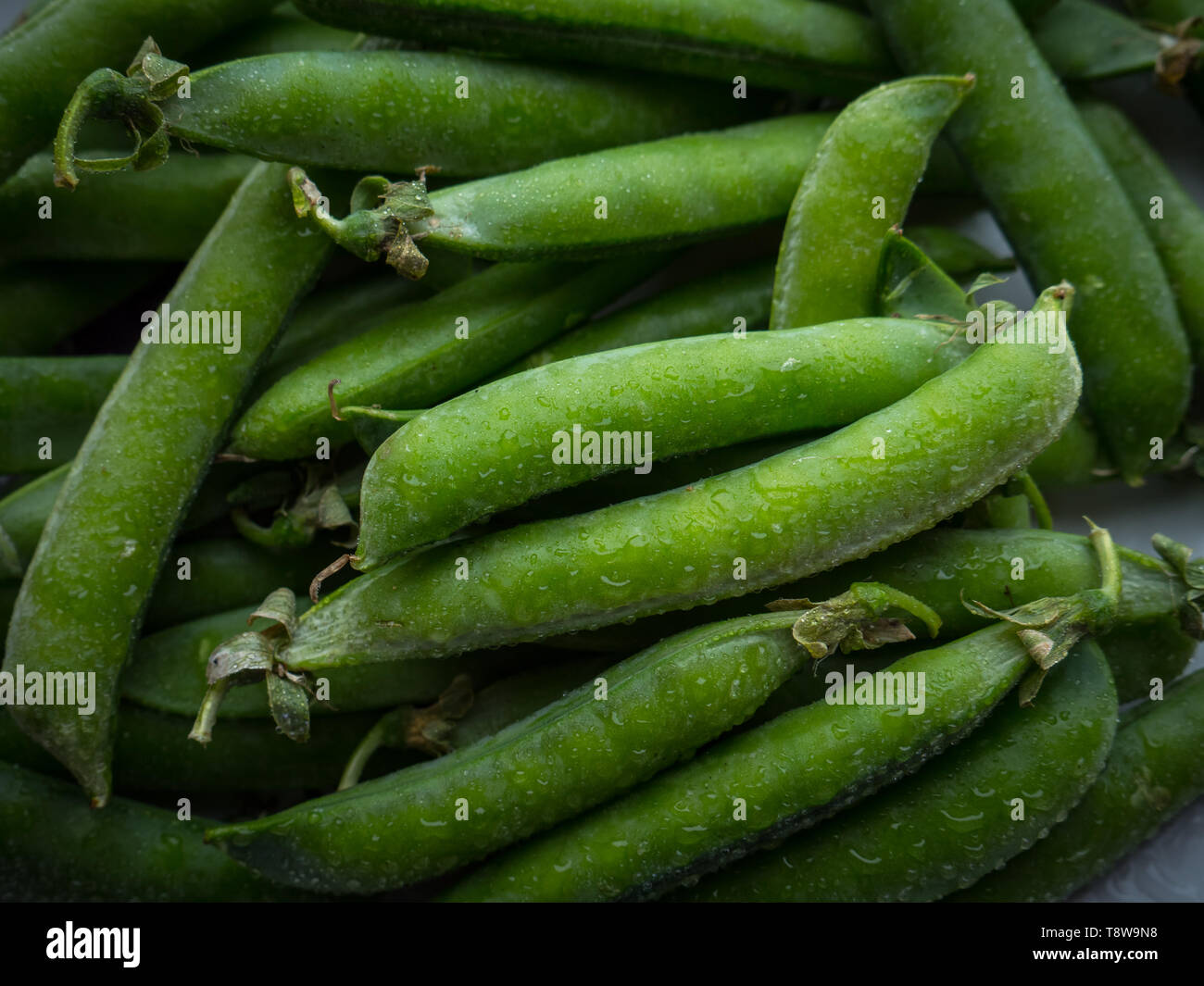 Empty seed pod hi-res stock photography and images - Alamy