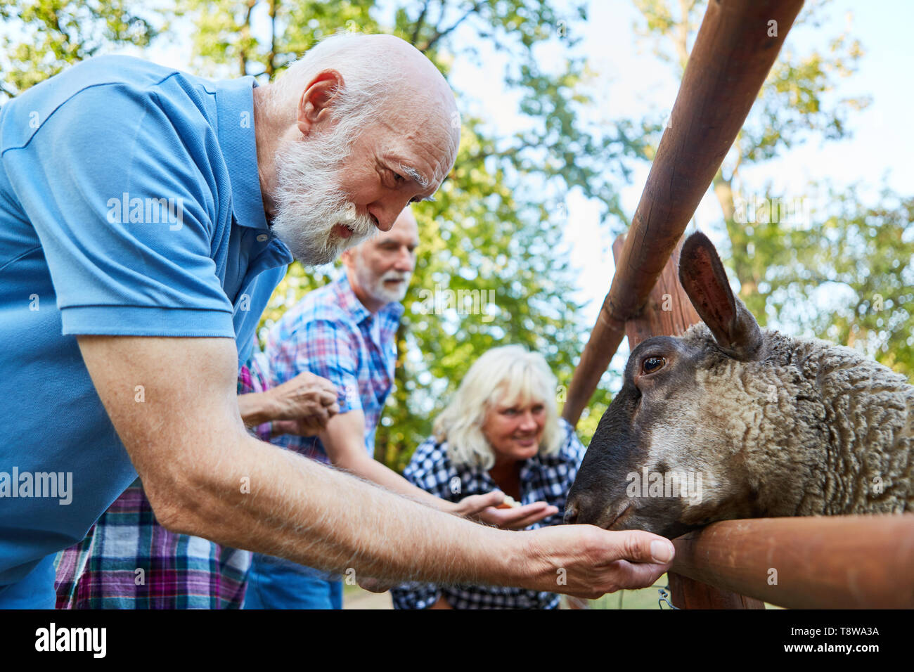 Seniors together feed sheep on a farm or in the zoo Stock Photo - Alamy