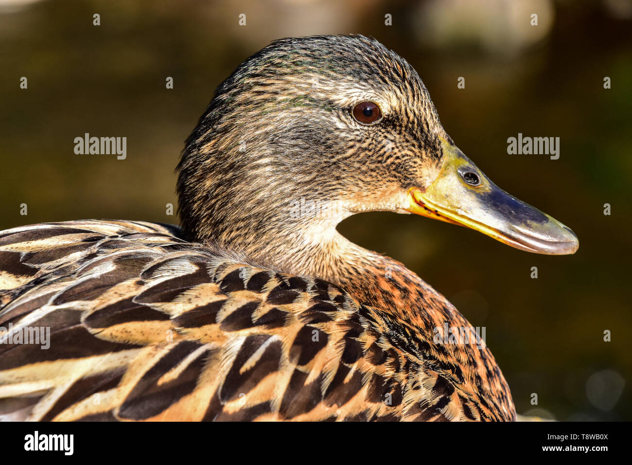 Mallard detail hi-res stock photography and images - Alamy