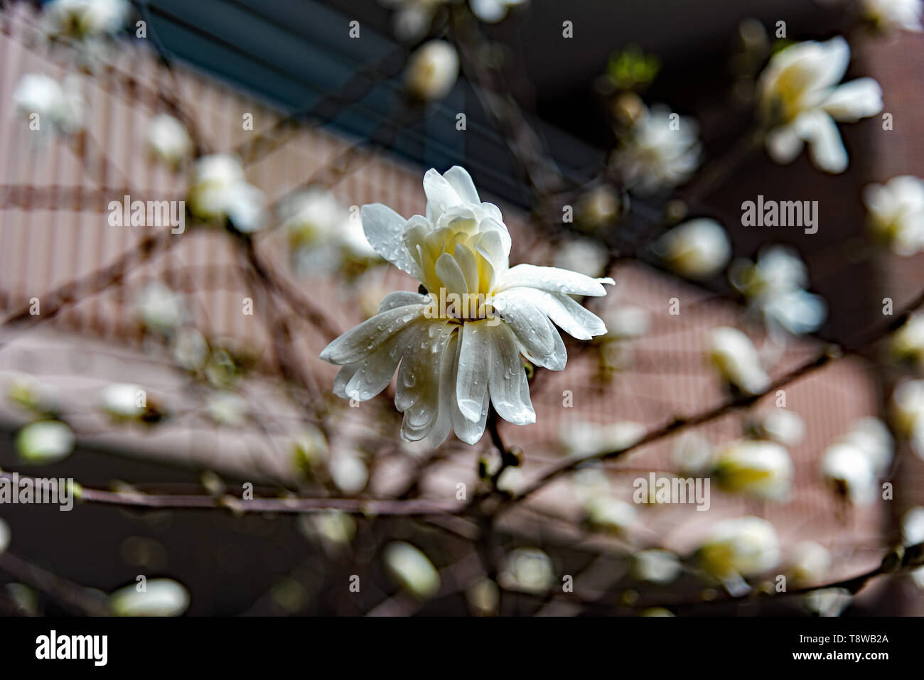 First Blooms of Spring Stock Photo - Alamy