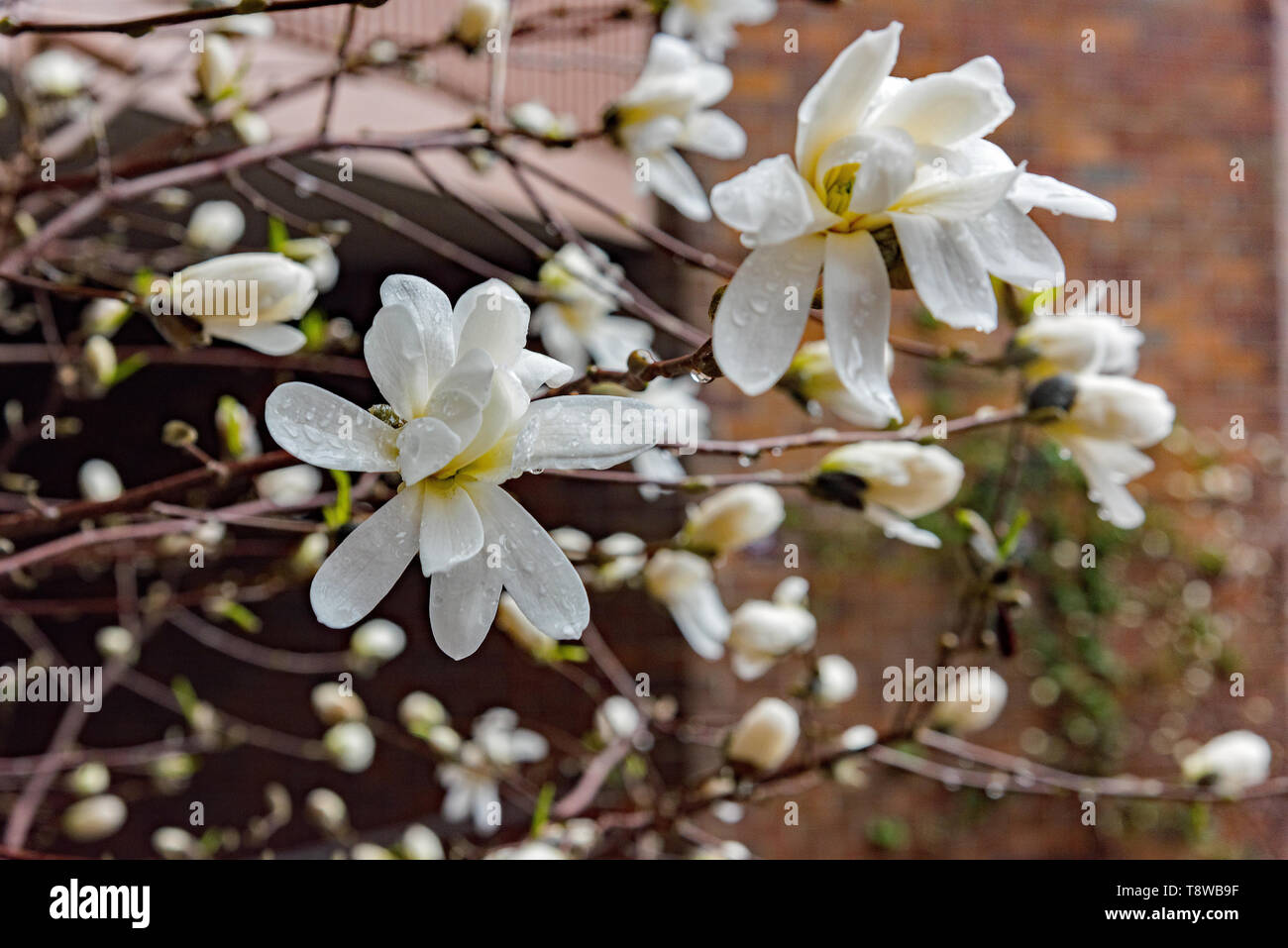 First Blooms of Spring Stock Photo - Alamy
