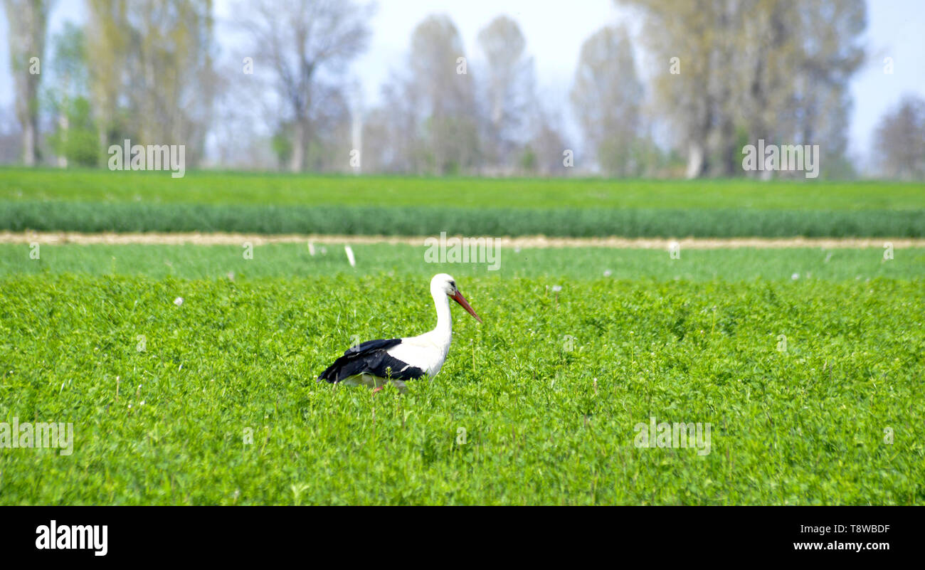 one stork in the middle of a vegetable field, image Stock Photo - Alamy