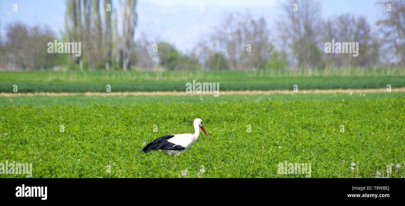 one stork in the middle of a vegetable field, image Stock Photo - Alamy