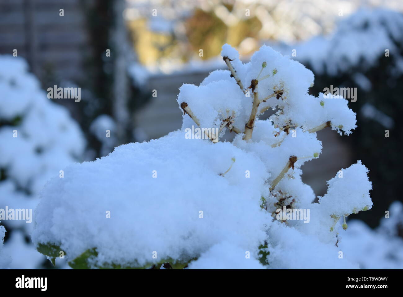 Snow from the winter of 2017 Stock Photo - Alamy
