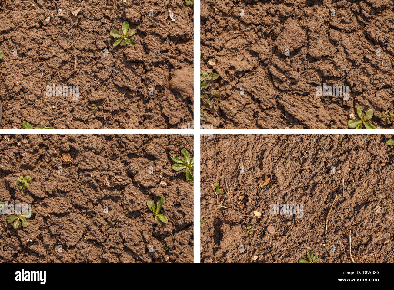 Dry cracked soil. Set Stock Photo - Alamy