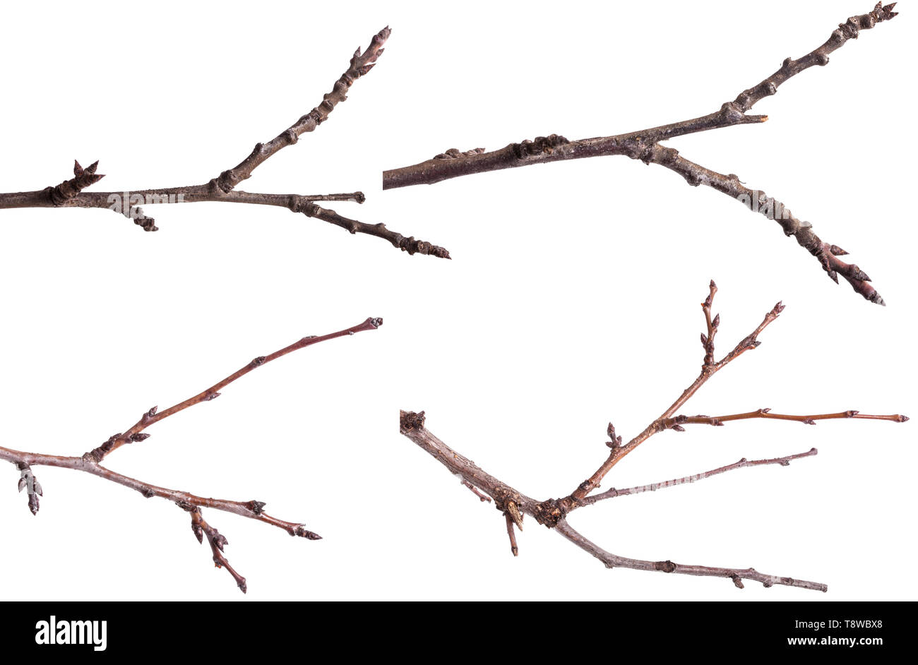 Set trees isolated on white hi-res stock photography and images - Alamy