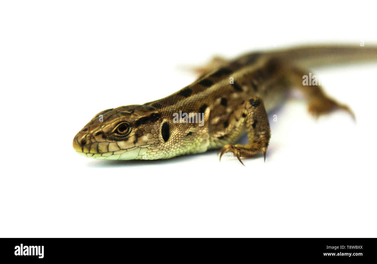 Lizard head Cut Out Stock Images & Pictures - Alamy