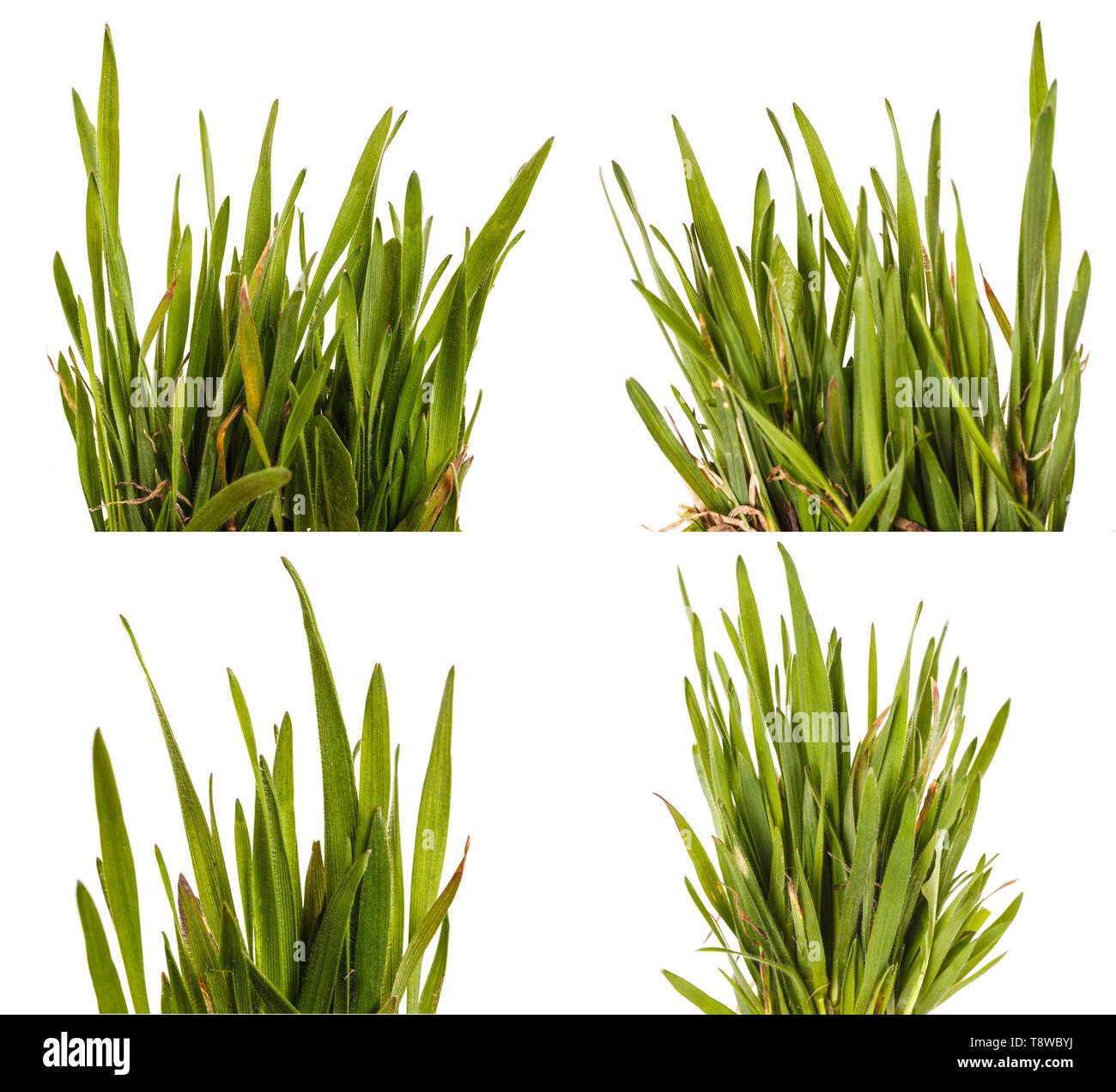 Grass Blade Alpha