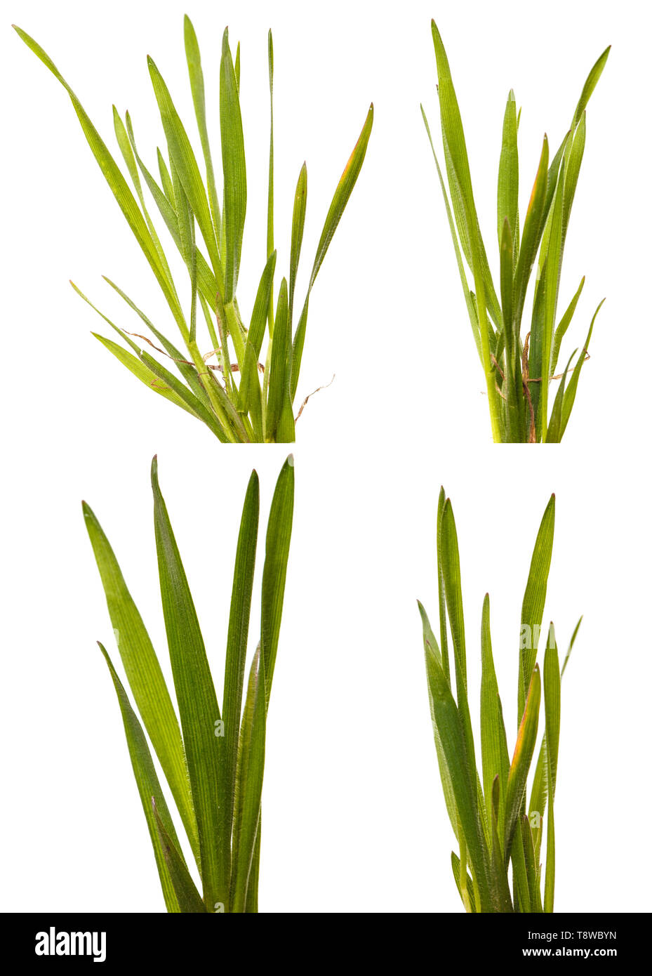 Set spring fresh green Cut Out Stock Images & Pictures - Alamy