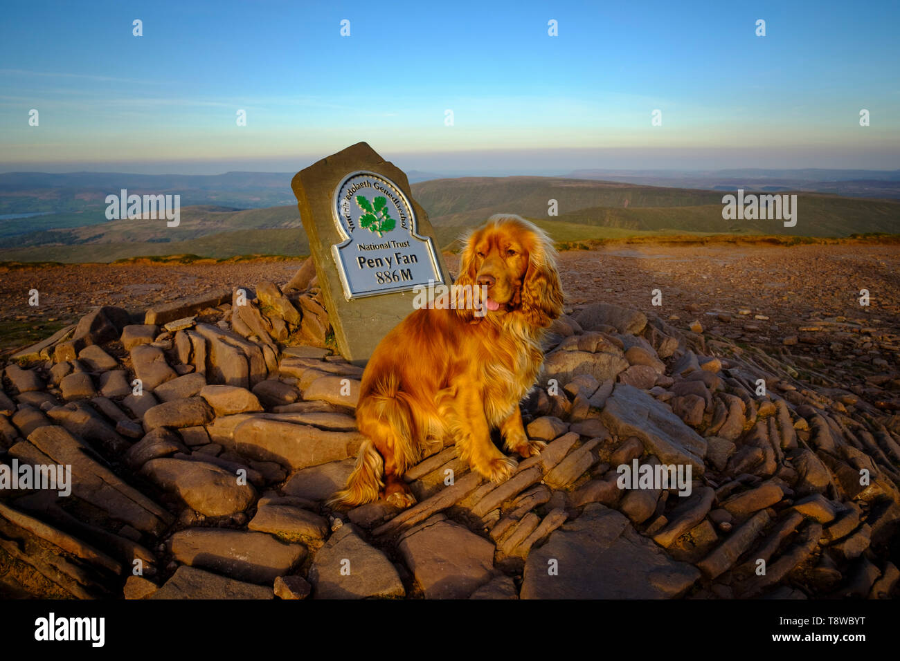 Dog at the top of a mountain hi-res stock photography and images - Alamy