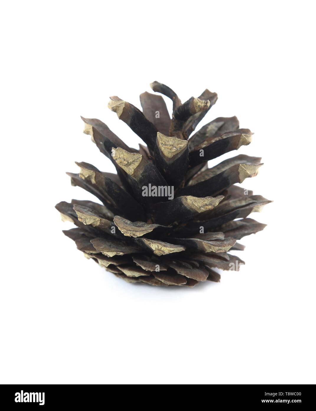Pinecone close up detail Cut Out Stock Images & Pictures - Alamy