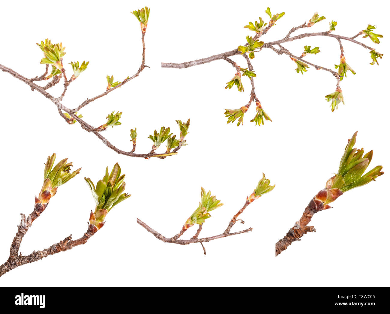 Branches of currant bush with leaves. Set Stock Photo - Alamy