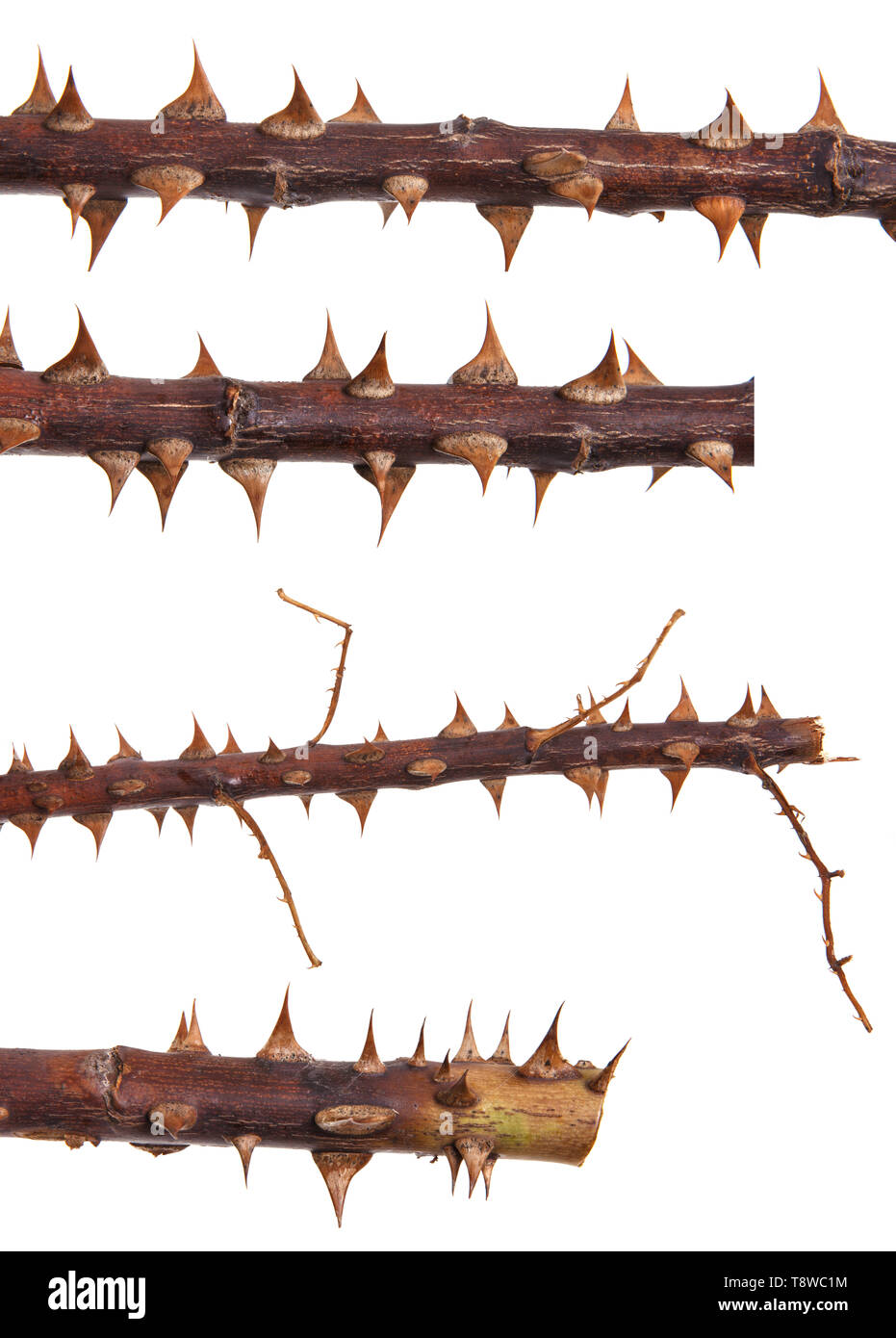 Part of the dry stem of a rose bush. Isolated on white. Set Stock Photo ...