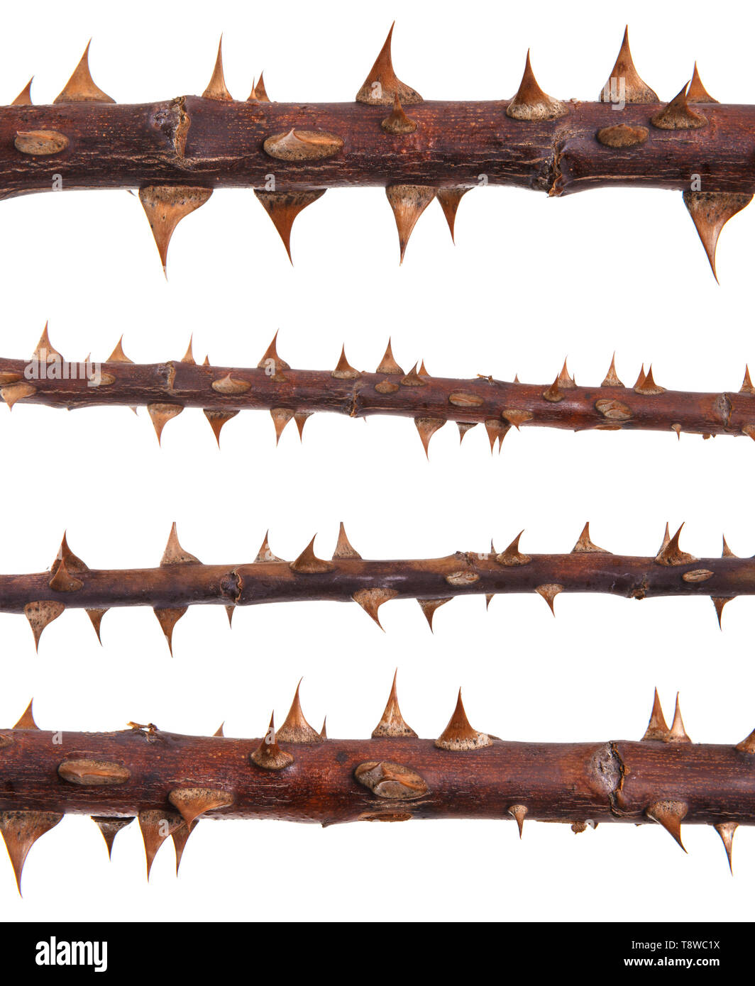 Part of the dry stem of a rose bush. Isolated on white. Set Stock Photo ...