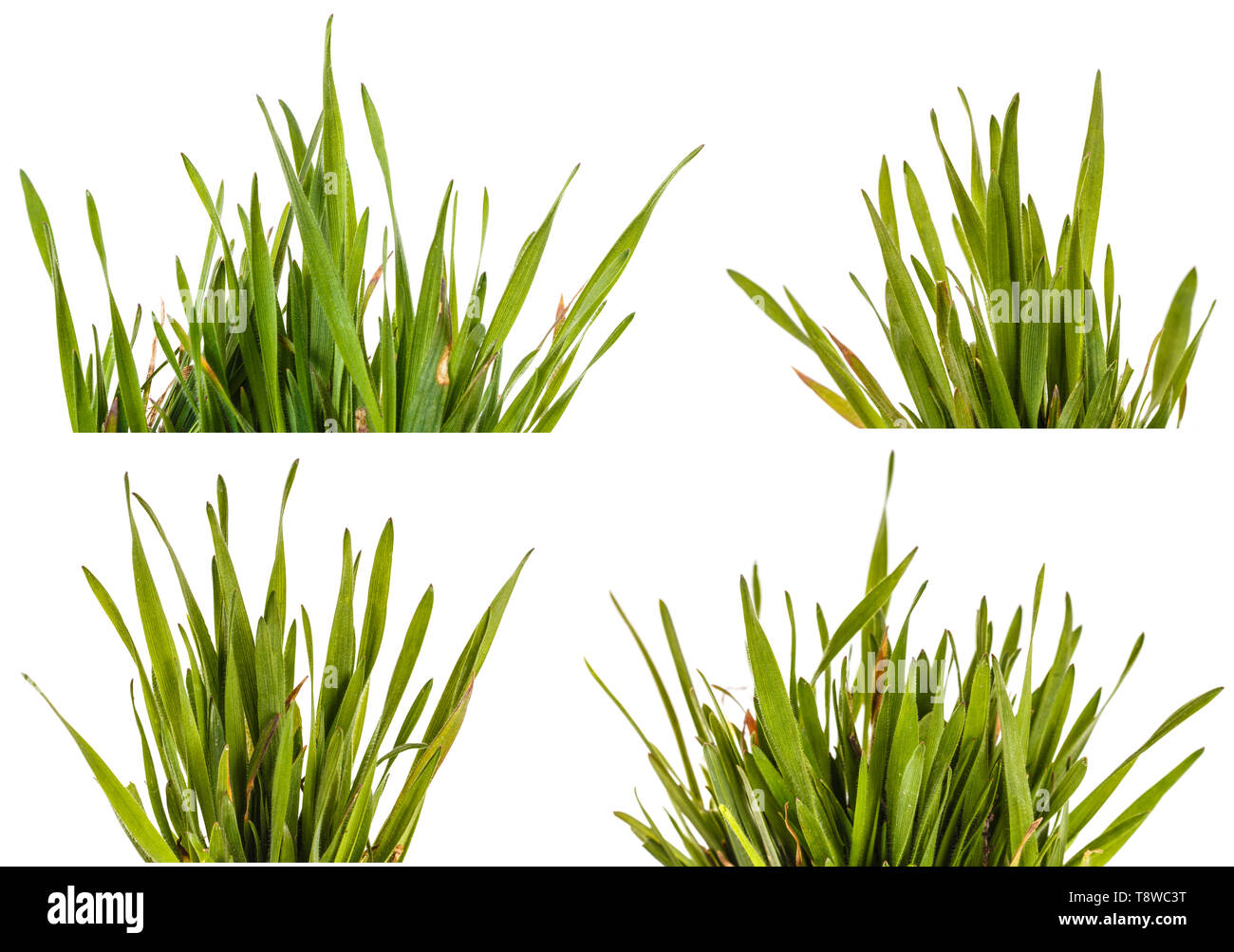 Green grass set hi-res stock photography and images - Alamy