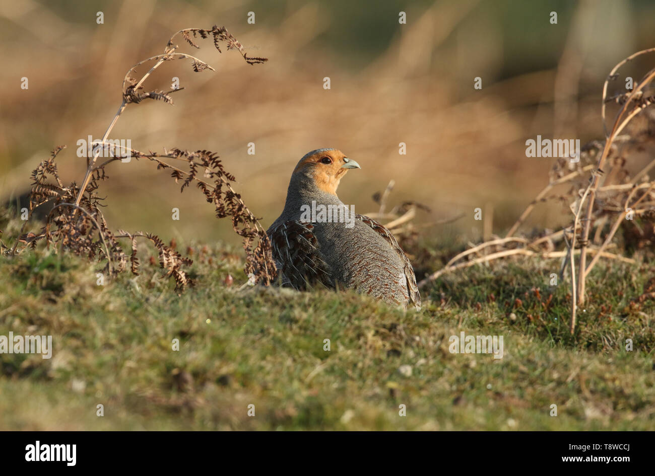 A rare Grey Partridge, Perdix perdix, in the moors of Durham, UK Stock ...
