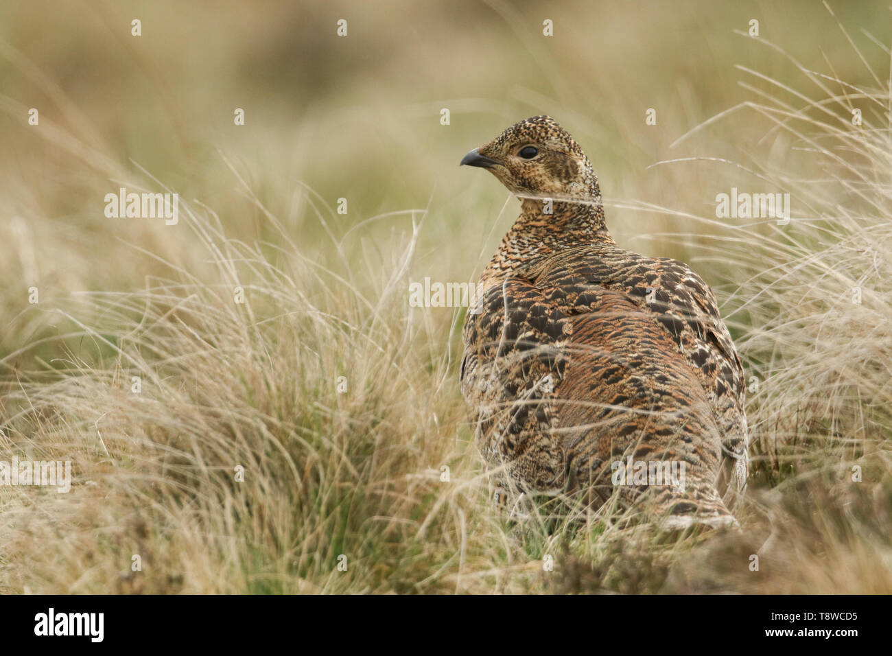 A beautiful rare female Black Grouse, Tetrao tetrix, standing in the ...
