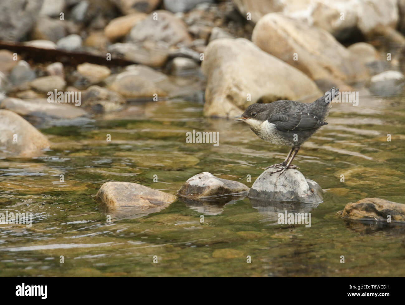 Dipper Cute High Resolution Stock Photography and Images - Alamy