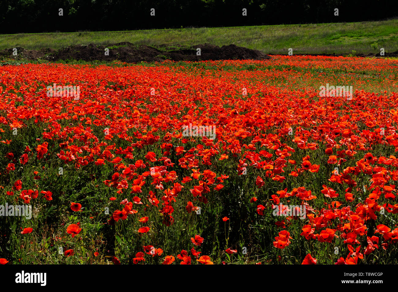 Ukraine Poppy Buds