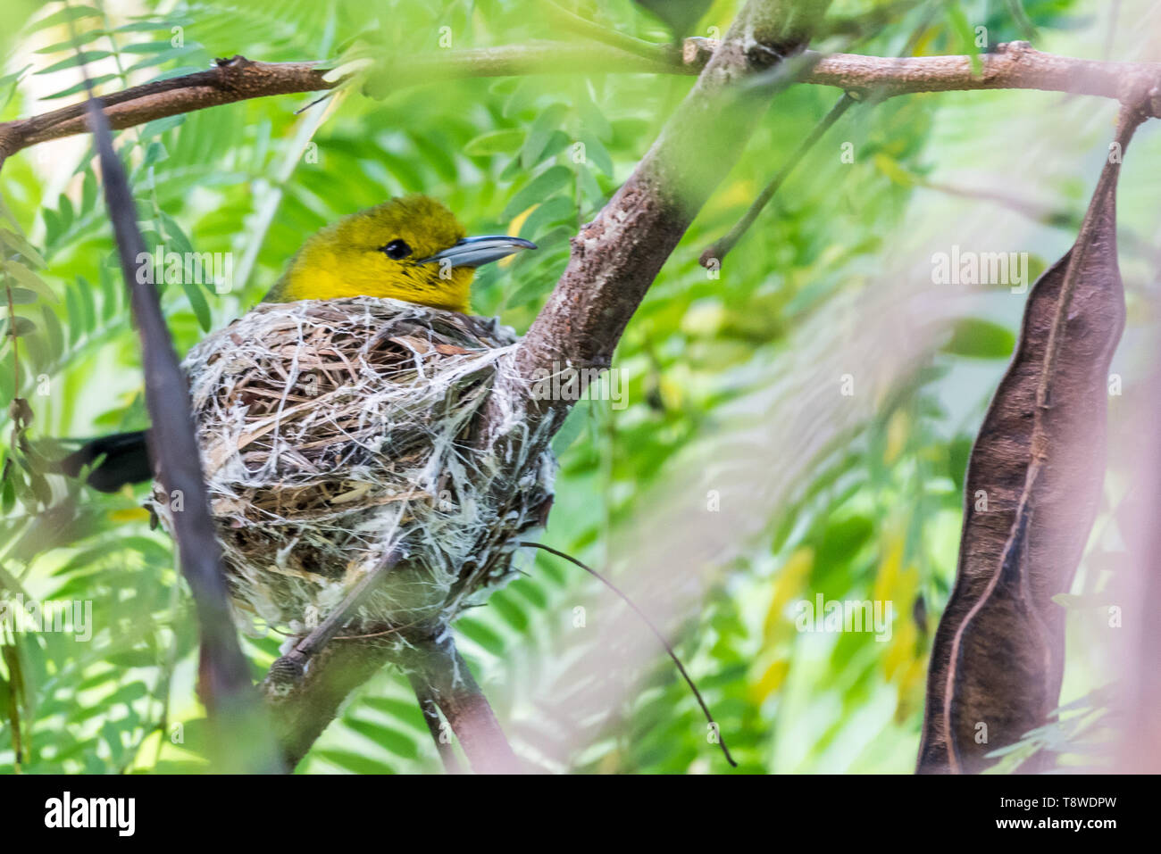 Common Iora (Juvenile)-little yellow bird hatching Stock Photo - Alamy