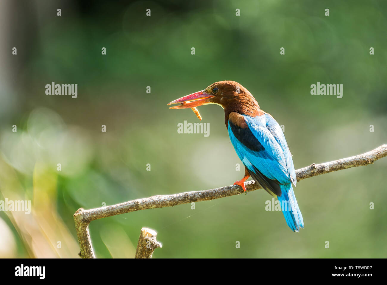 King fisher eating hi-res stock photography and images - Alamy