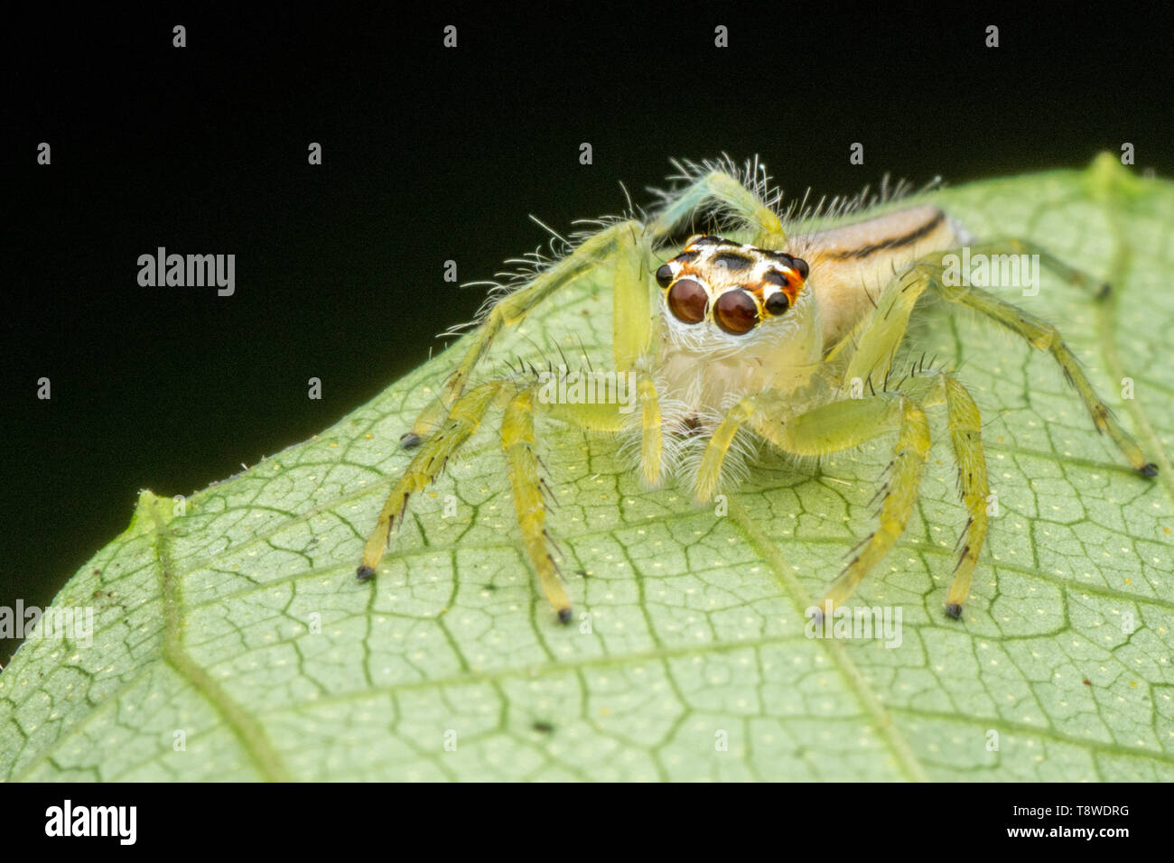 Jungle spider hi-res stock photography and images - Alamy