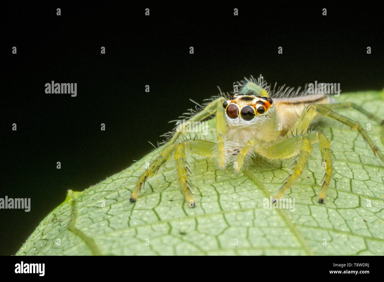 Jungle spider hi-res stock photography and images - Alamy