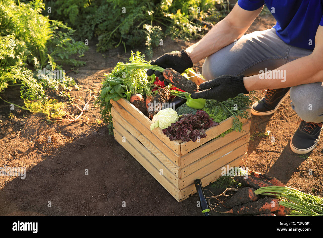 Gathering cabbage hi-res stock photography and images - Alamy