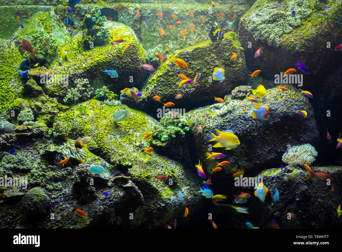Crowd watching sea life hi-res stock photography and images - Alamy
