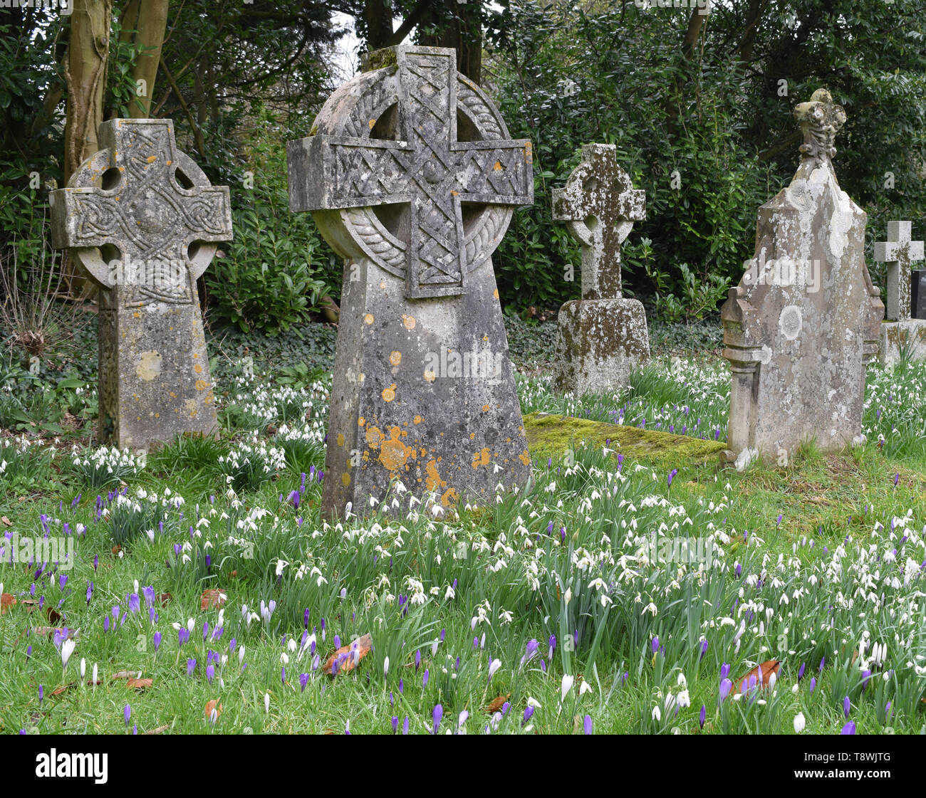 Churchyard wild flowers hi-res stock photography and images - Alamy