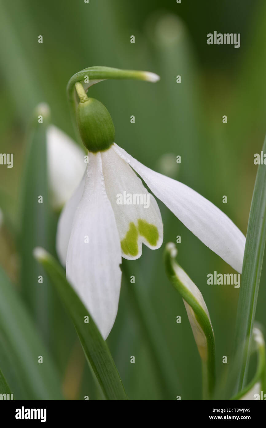 Snowdrop in a Welsh Churchyard Stock Photo - Alamy