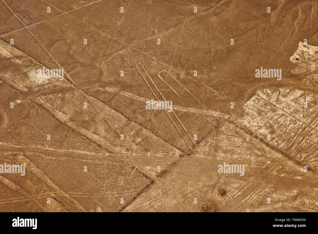 Nazca lines in Peru from an airplane Stock Photo - Alamy