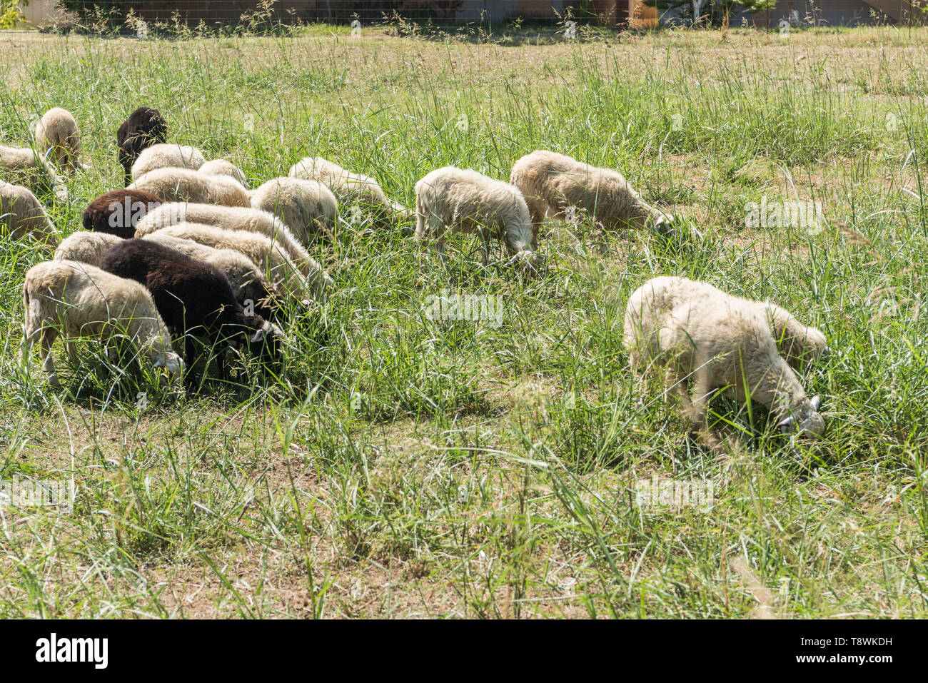 Greek sheep hi-res stock photography and images - Alamy