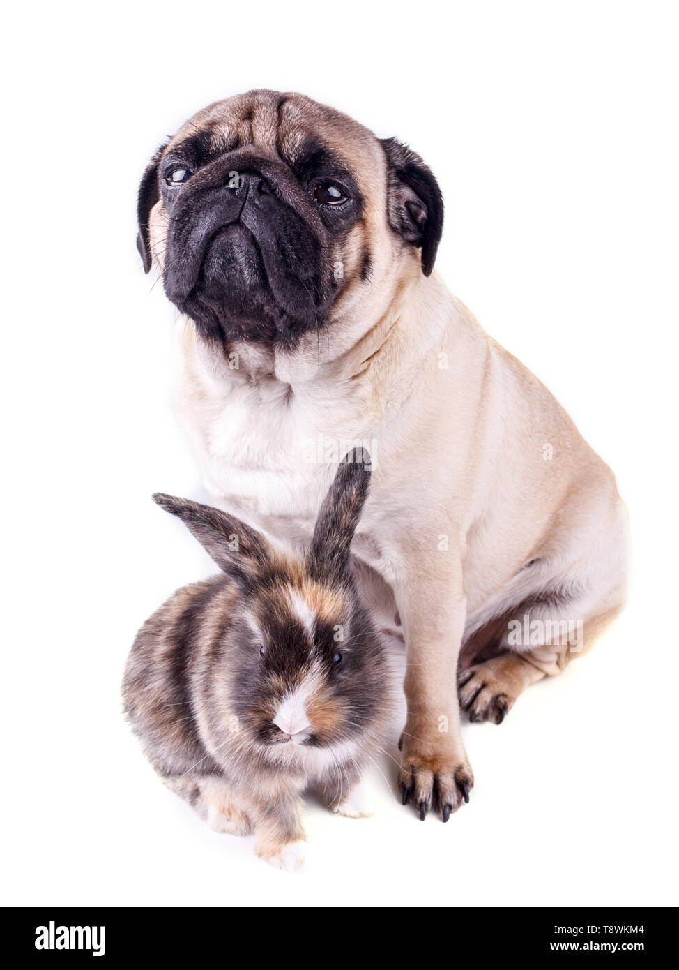 Dog pug and tricolor rabbit on a white background Stock Photo - Alamy