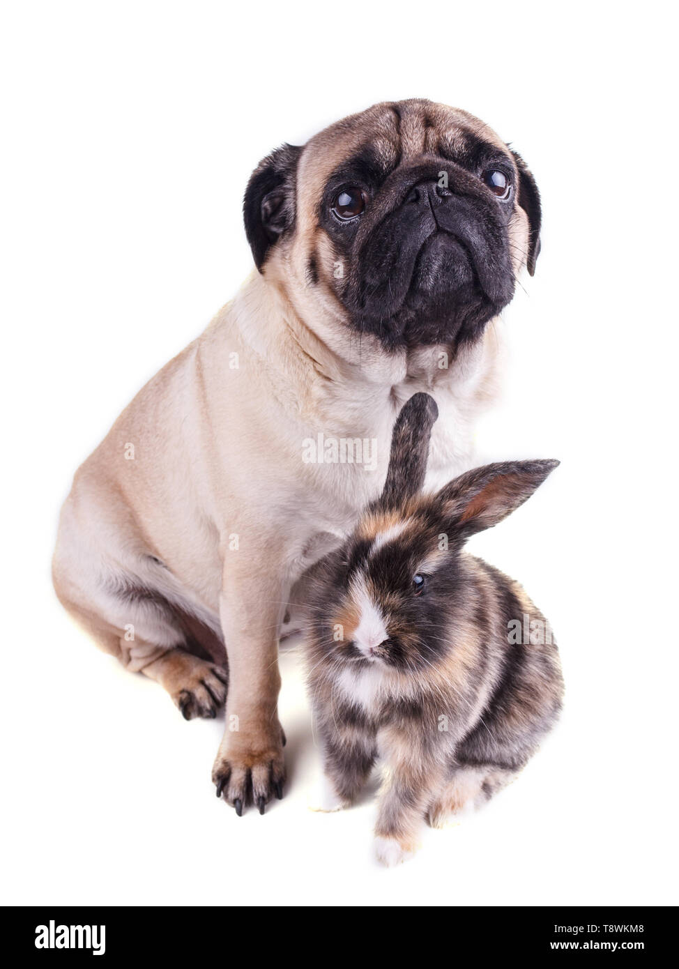 Dog pug and tricolor rabbit on a white background Stock Photo - Alamy