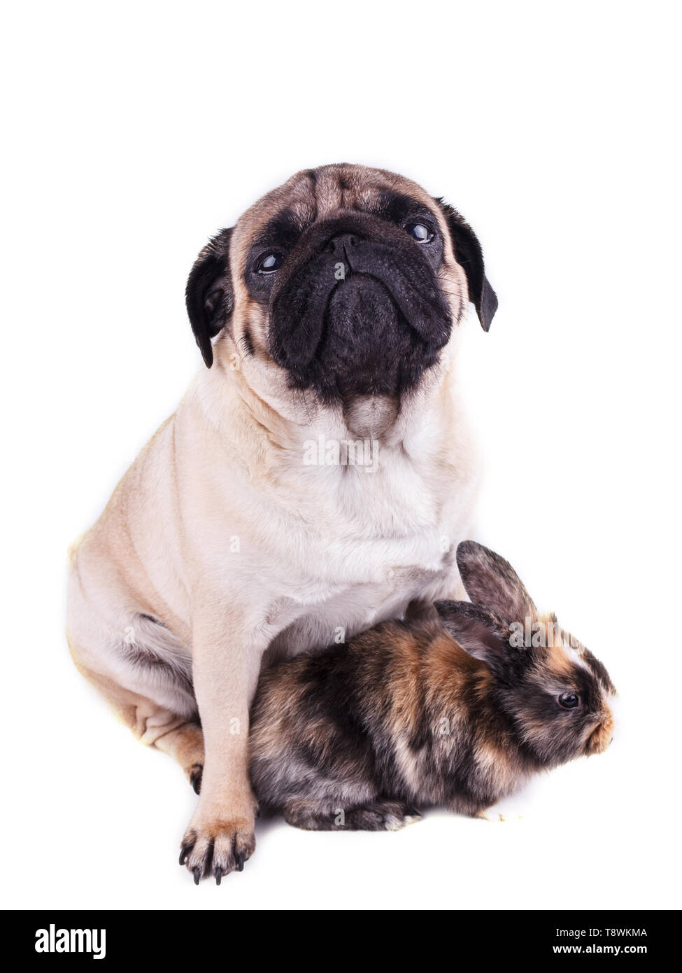Dog pug and tricolor rabbit on a white background Stock Photo - Alamy