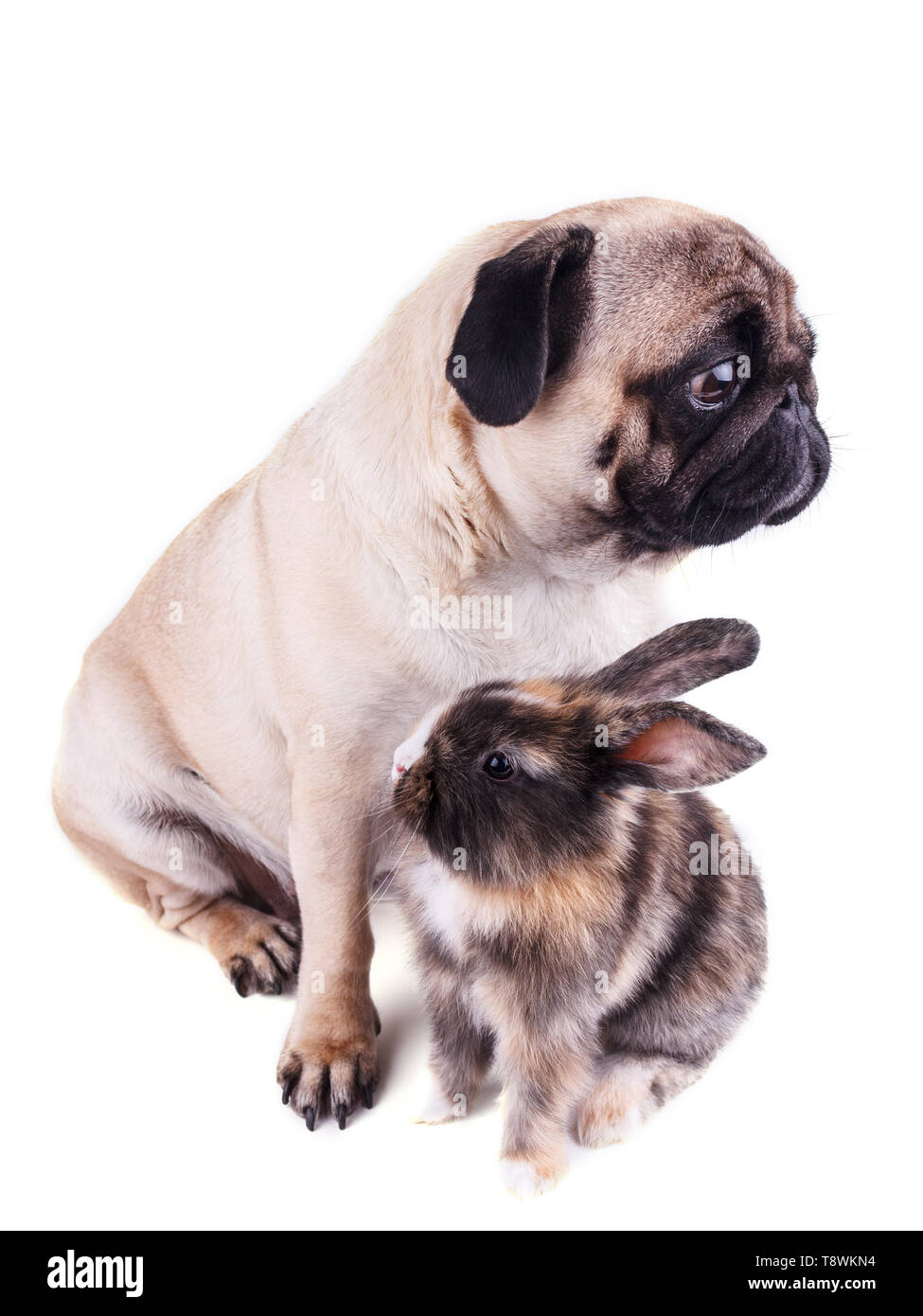 Dog pug and tricolor rabbit on a white background Stock Photo - Alamy