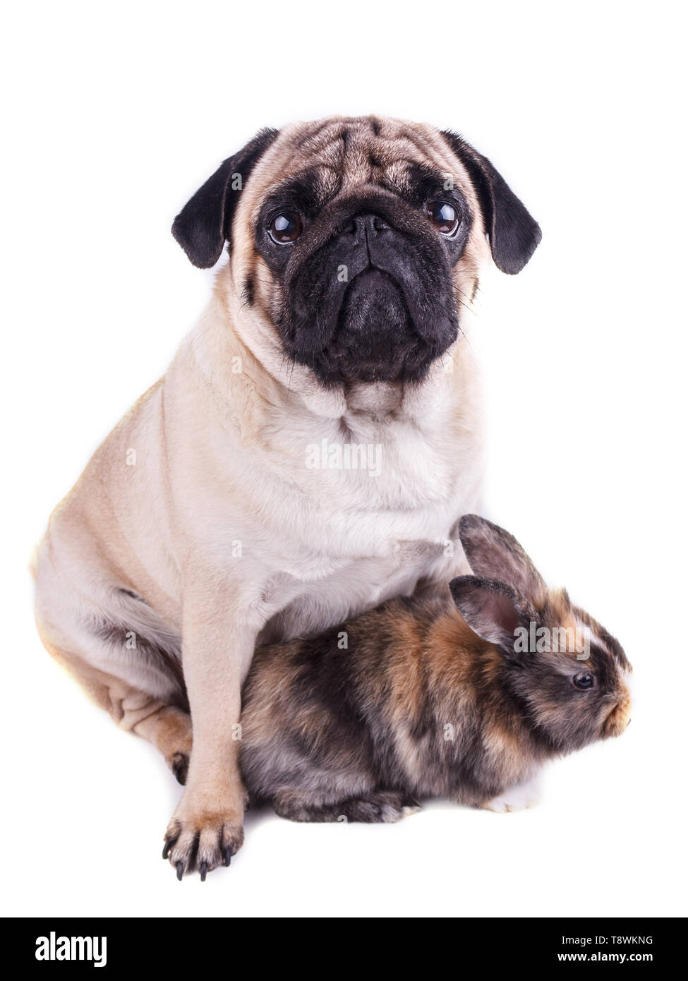 Dog pug and tricolor rabbit on a white background Stock Photo - Alamy