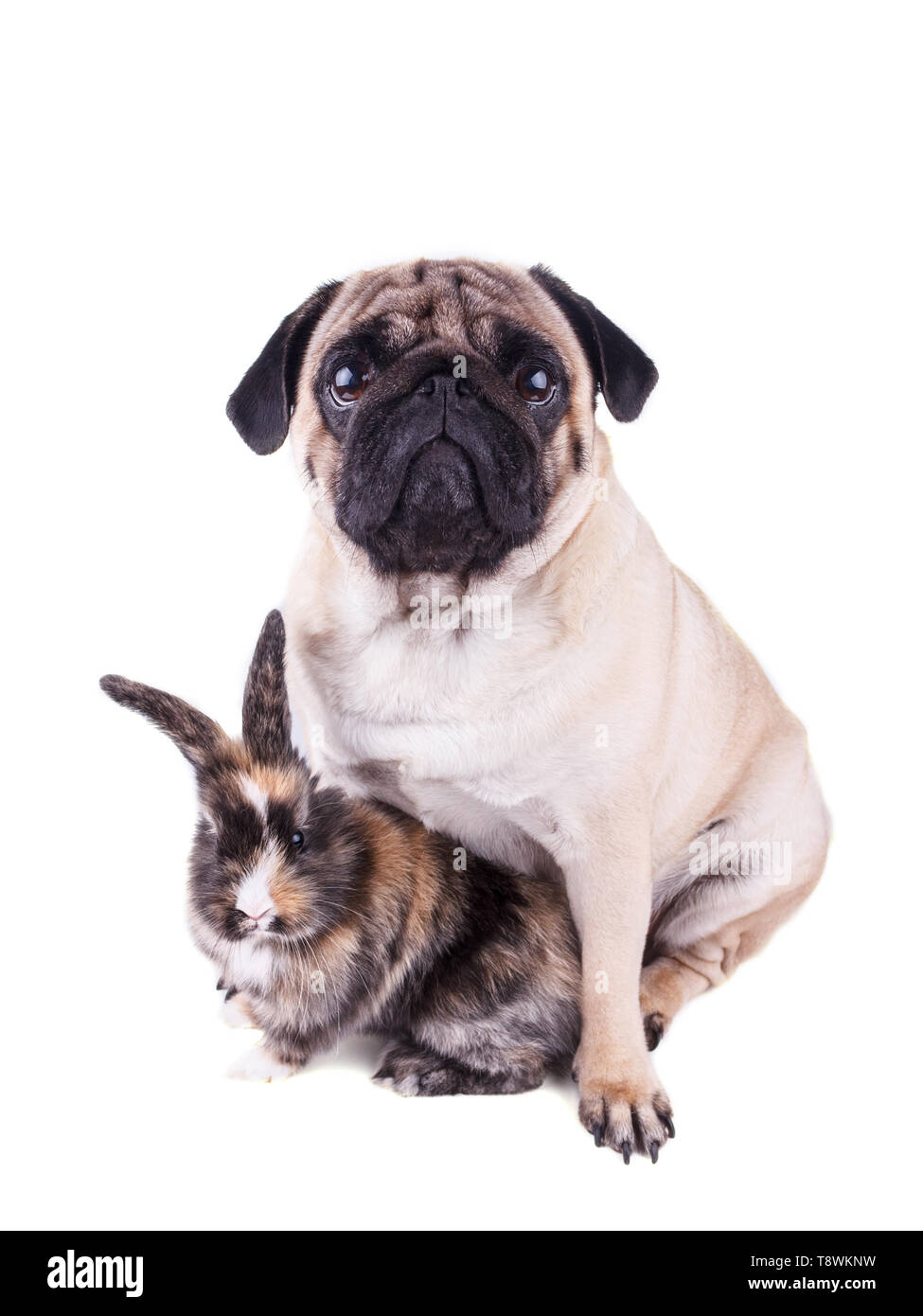 Dog pug and tricolor rabbit on a white background Stock Photo - Alamy