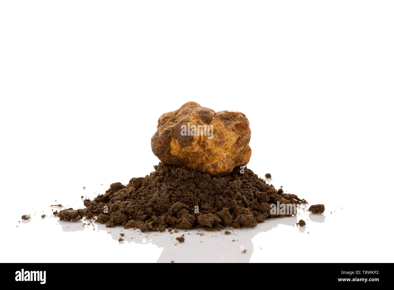Whole white truffles on earth pile isolated on white background ...
