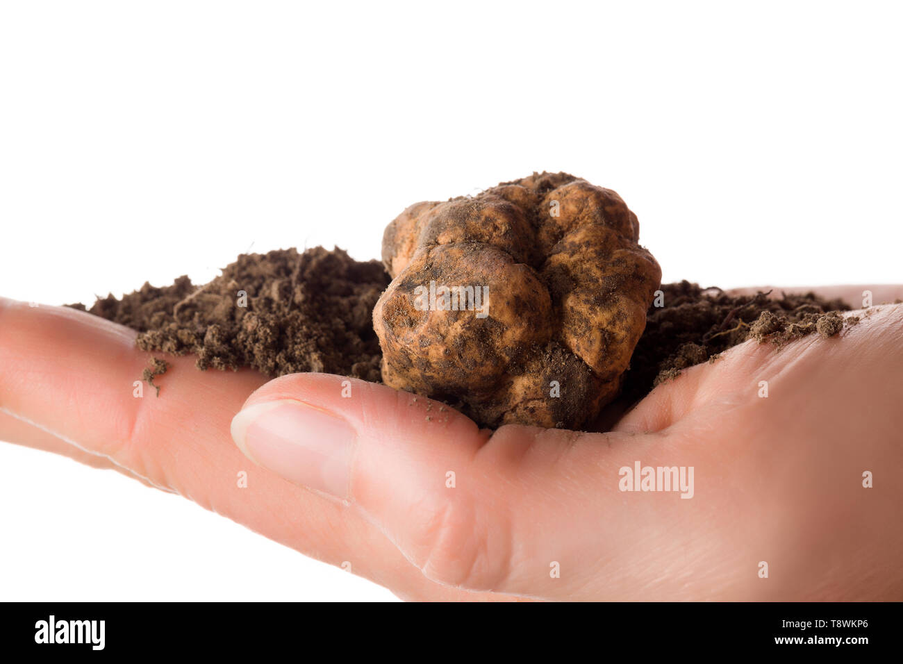 Whole white truffles on woman hand with earth isolated on white ...