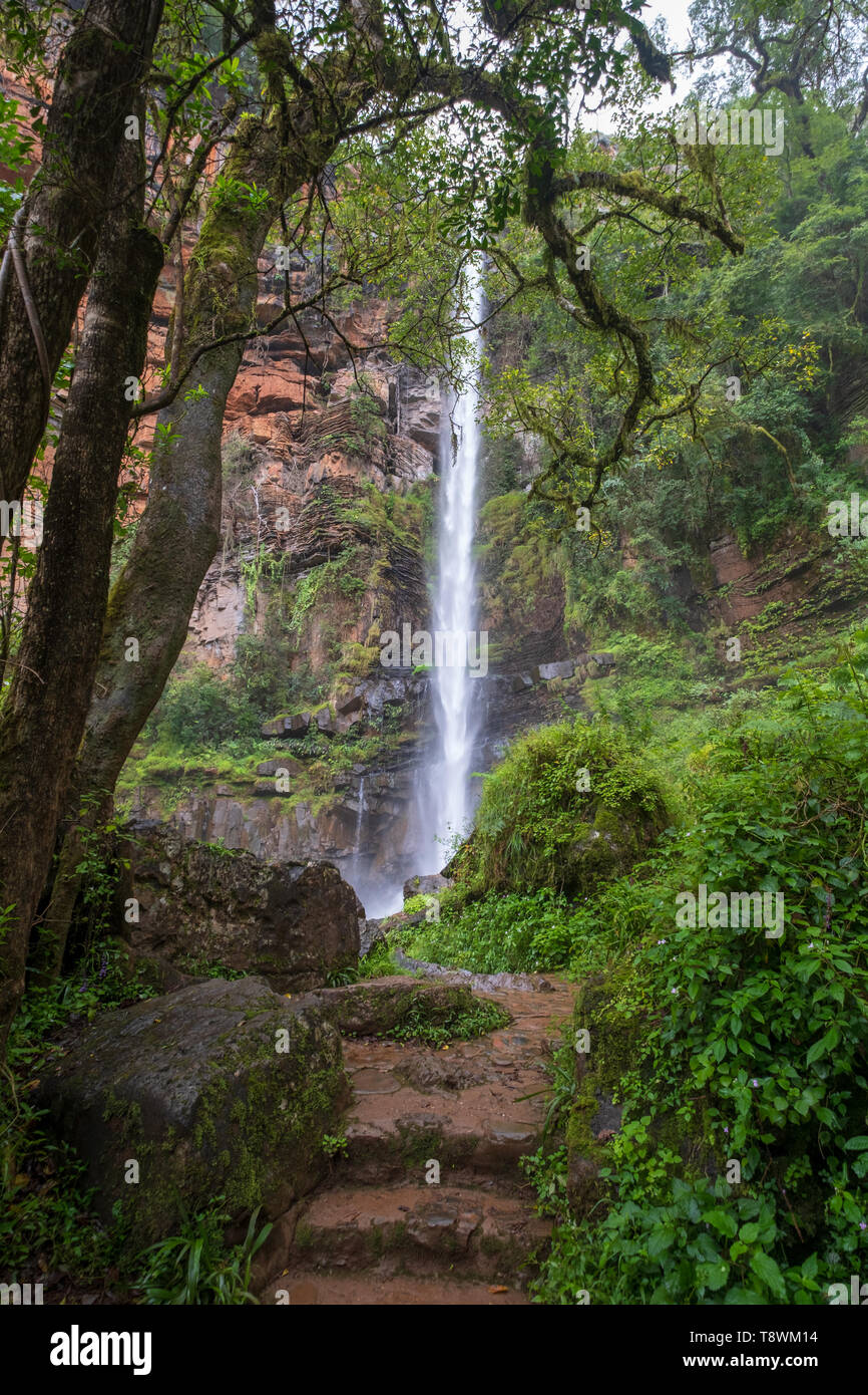 Lone Creek Falls, dramatic waterfalls in forested area in the Blyde ...