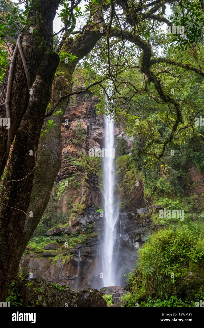 Lone Creek Falls, dramatic waterfalls in forested area in the Blyde ...