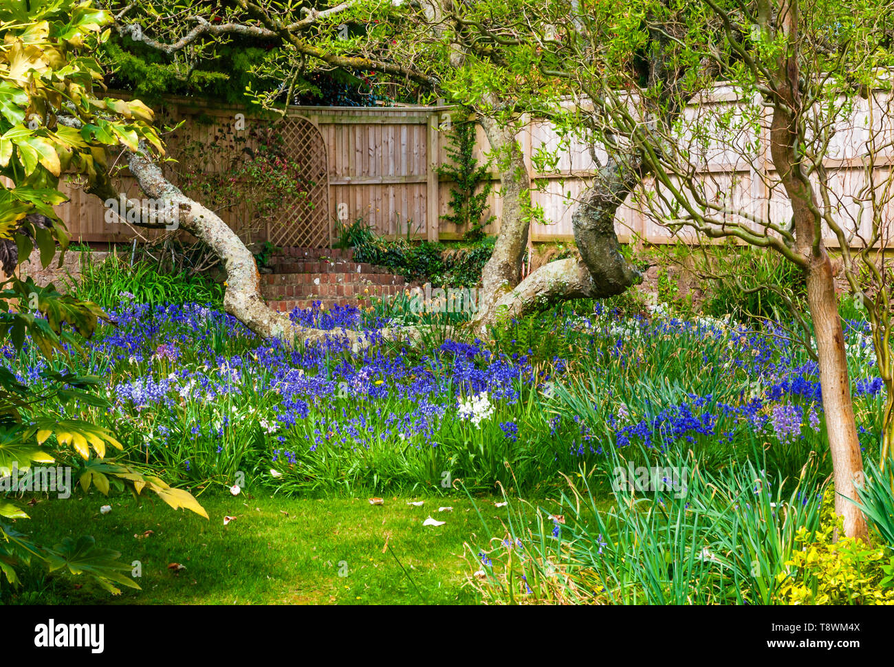 Bluebells growing wild in an English country garden Stock Photo - Alamy