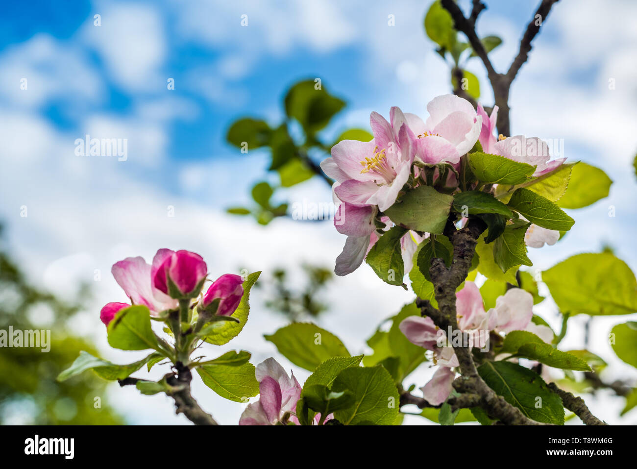Ancient apple tree hi-res stock photography and images - Alamy