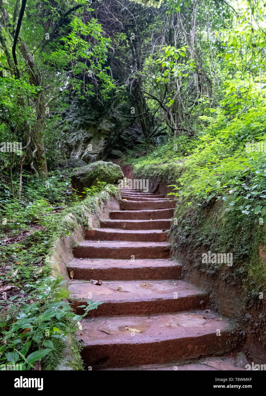 Path leading to the Lone Creek Falls, dramatic waterfalls in forested ...