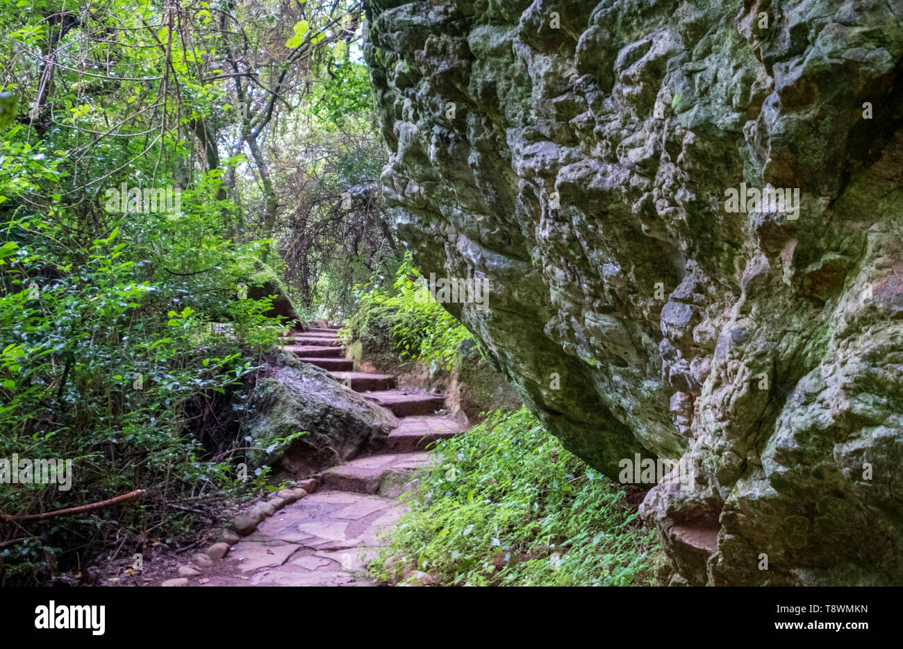 Path leading to the Lone Creek Falls, dramatic waterfalls in forested ...